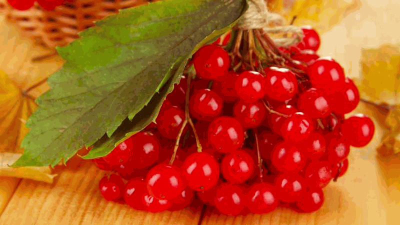 Rode bes | Fruit At Work